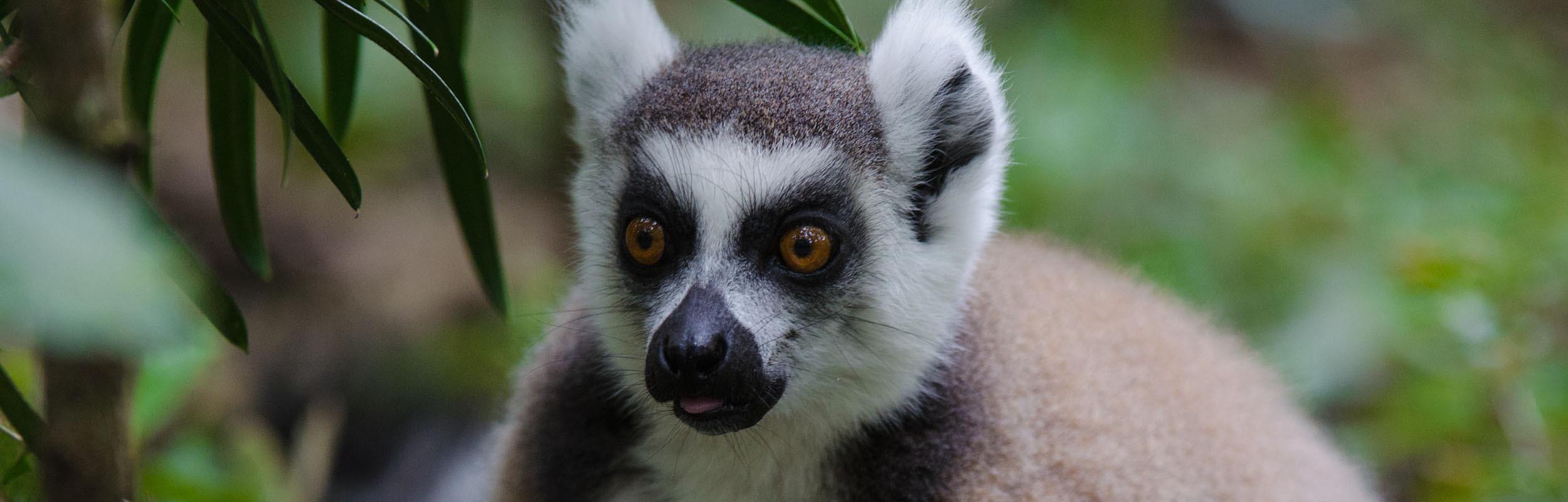 Monkeyland in Plettenberg Bay – Help for animals in South Africa (1/5)