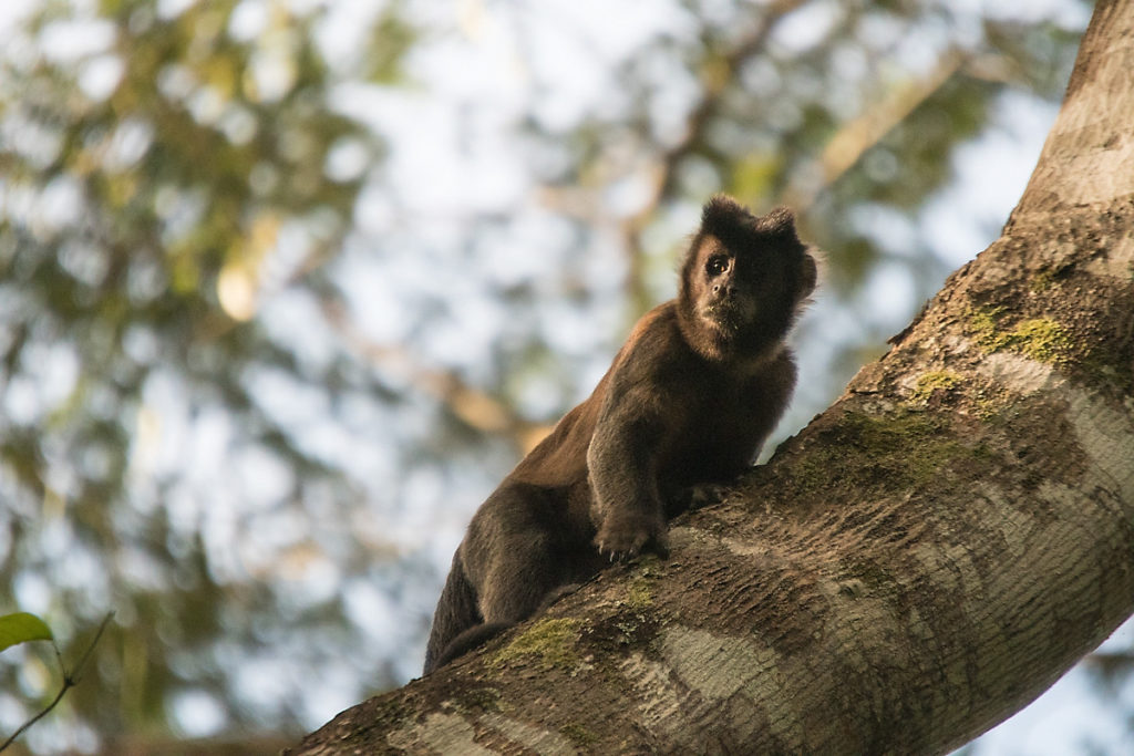 Wildlife Travel