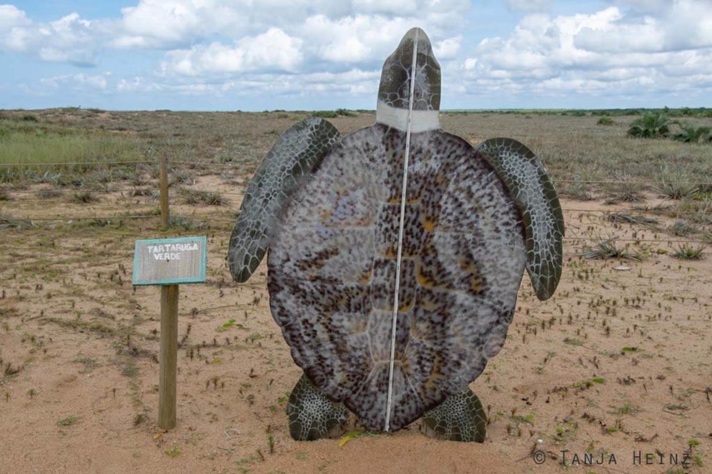 Marine turtles in the Reserva Biológica de Comboios in Brazil