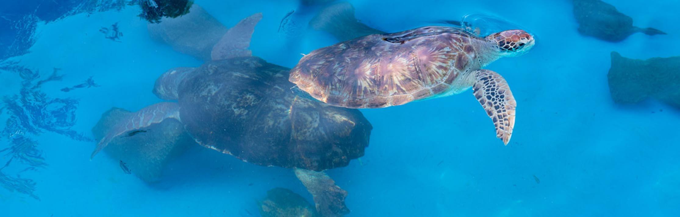 The Brazilian marine turtle project TAMAR in Vitória, Espírito Santo