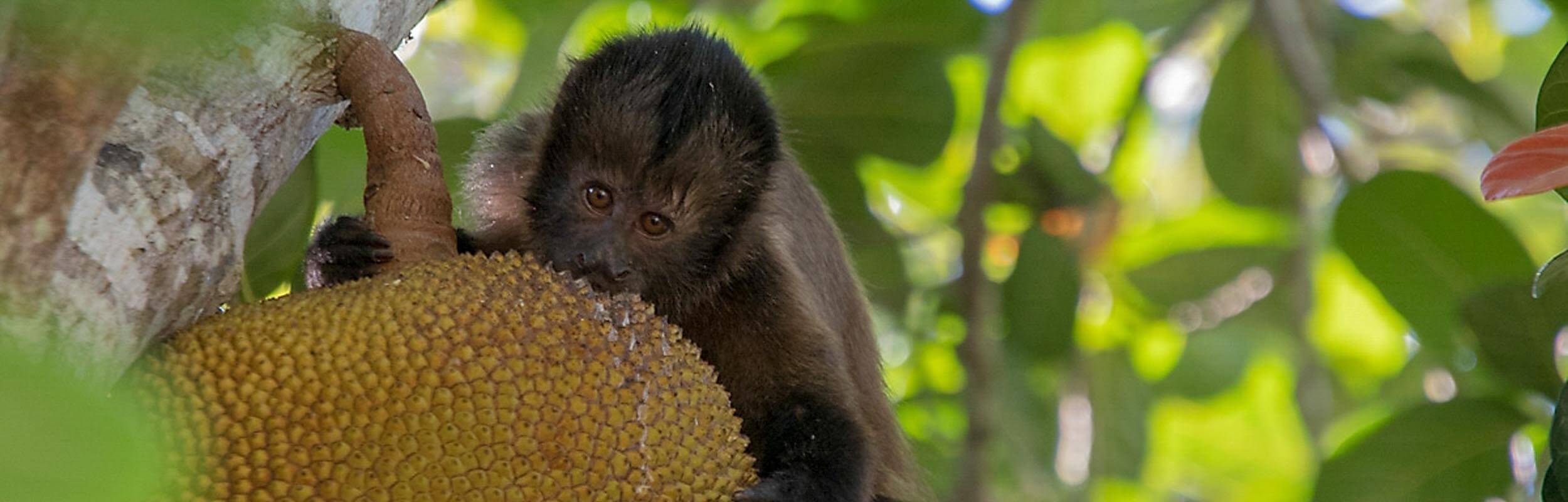 Crested capuchins in the Reserva Natural Vale in Brazil