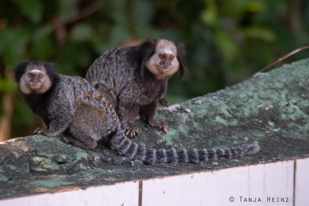 Mehr kleine Affen und Kiebitze im brasilianischen Guarapari