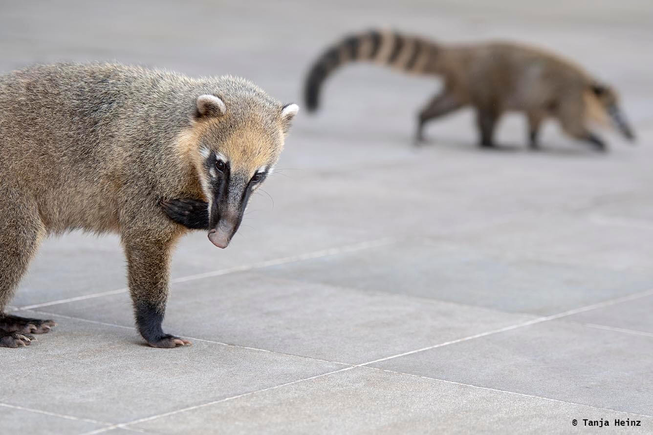 South American coatis at the Iguaçu Falls in Brazil