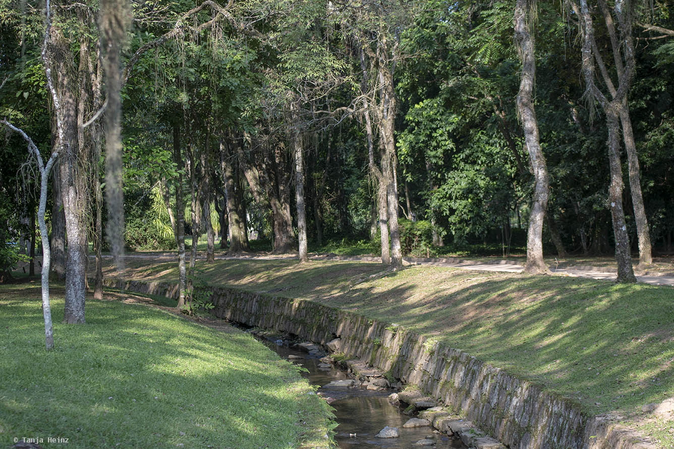Wildlife in the Jardim Botânico in Rio de Janeiro