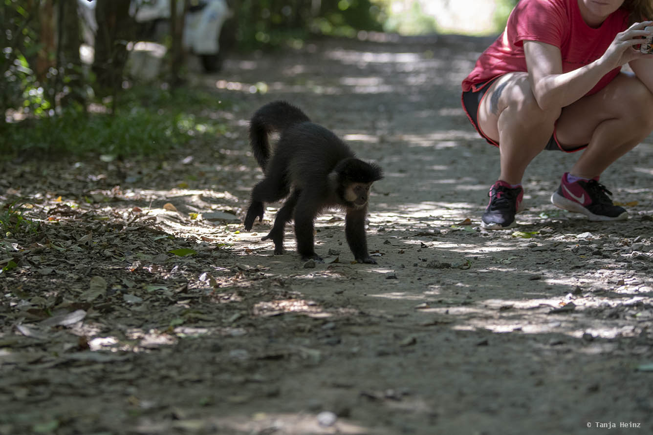 Capuchin monkeys at the Iguazú National Park