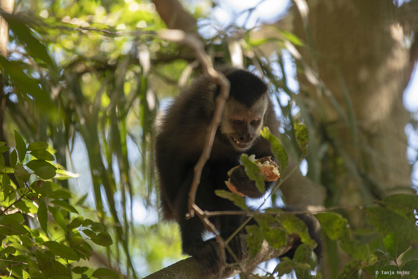 Capuchin monkeys at the Iguazú National Park