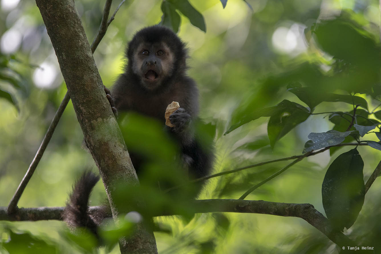 Capuchin monkeys at the Iguazú National Park