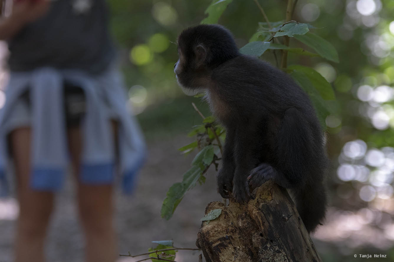 Capuchin monkeys at the Iguazú National Park