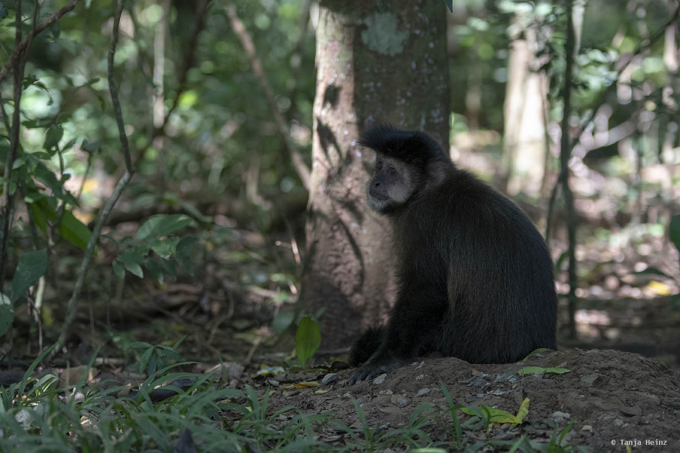 Capuchin monkeys at the Iguazú National Park