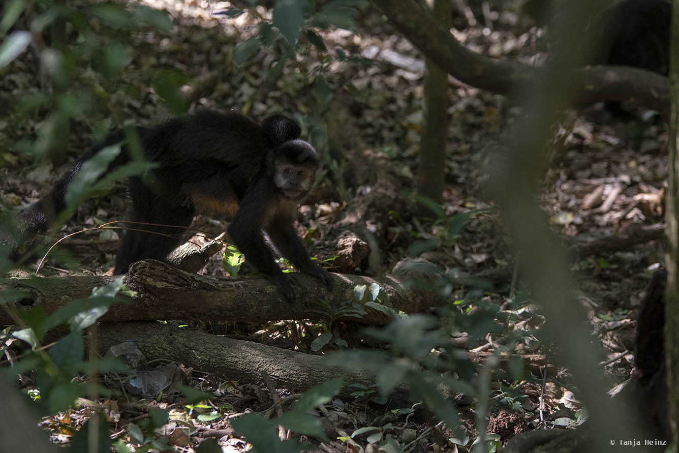 Capuchin monkeys at the Iguazú National Park