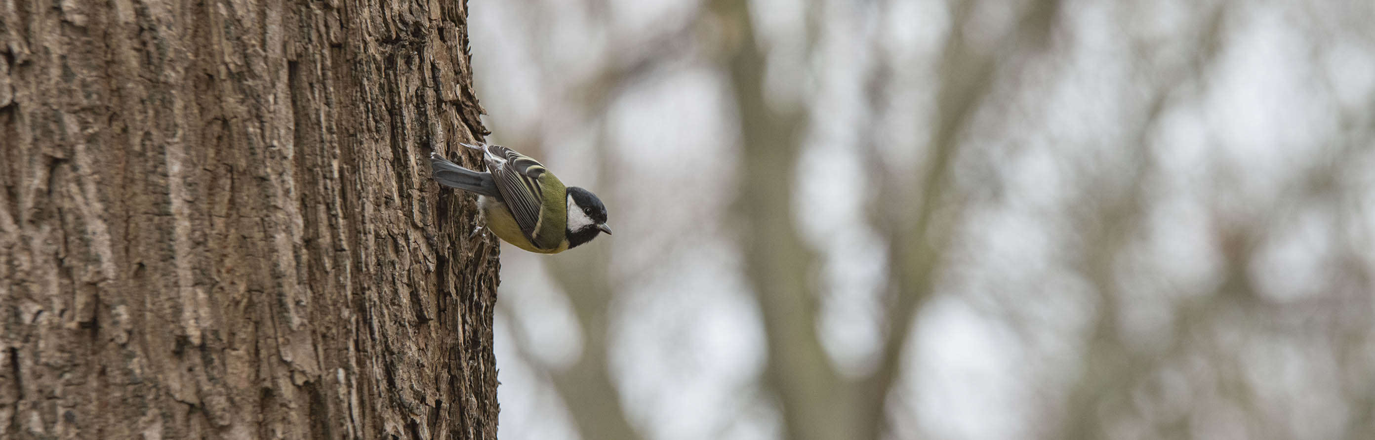 Citizen Science: Counting birds in January in Berlin