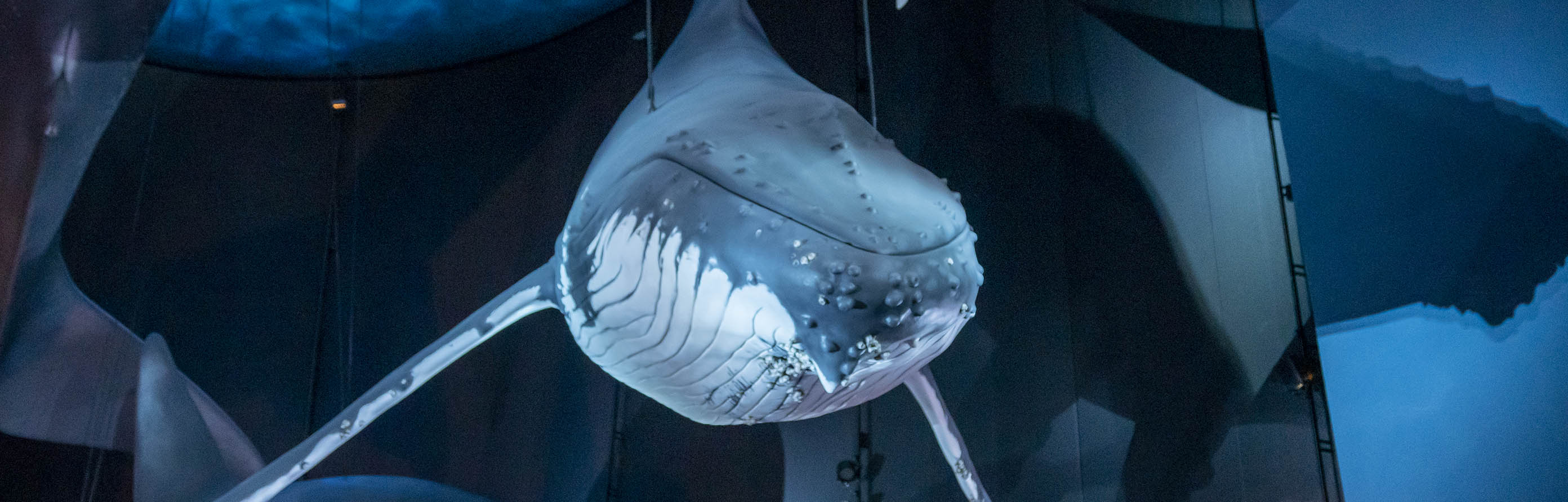 Ozeaneum in Stralsund at the Baltic Sea | Germany