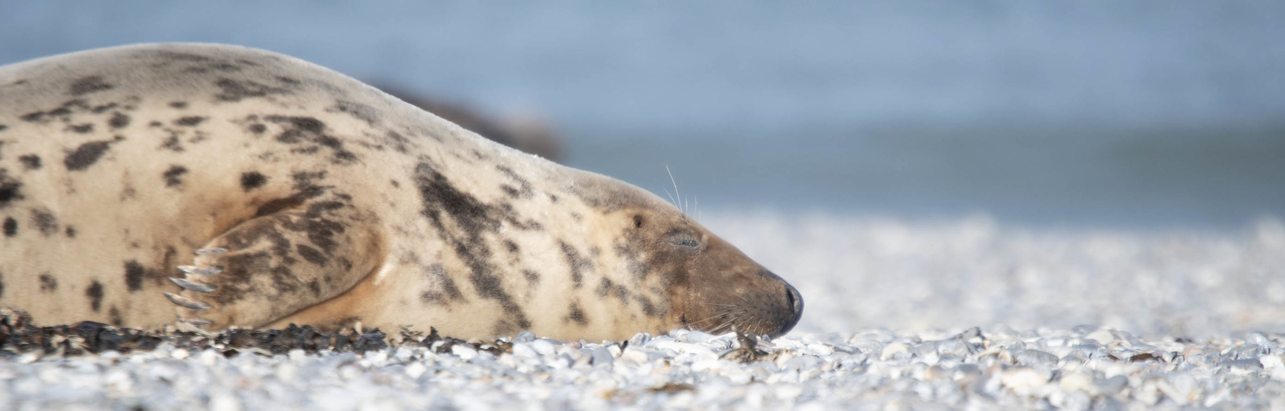 Summer break 2020 from blogging on Wildlife Travel