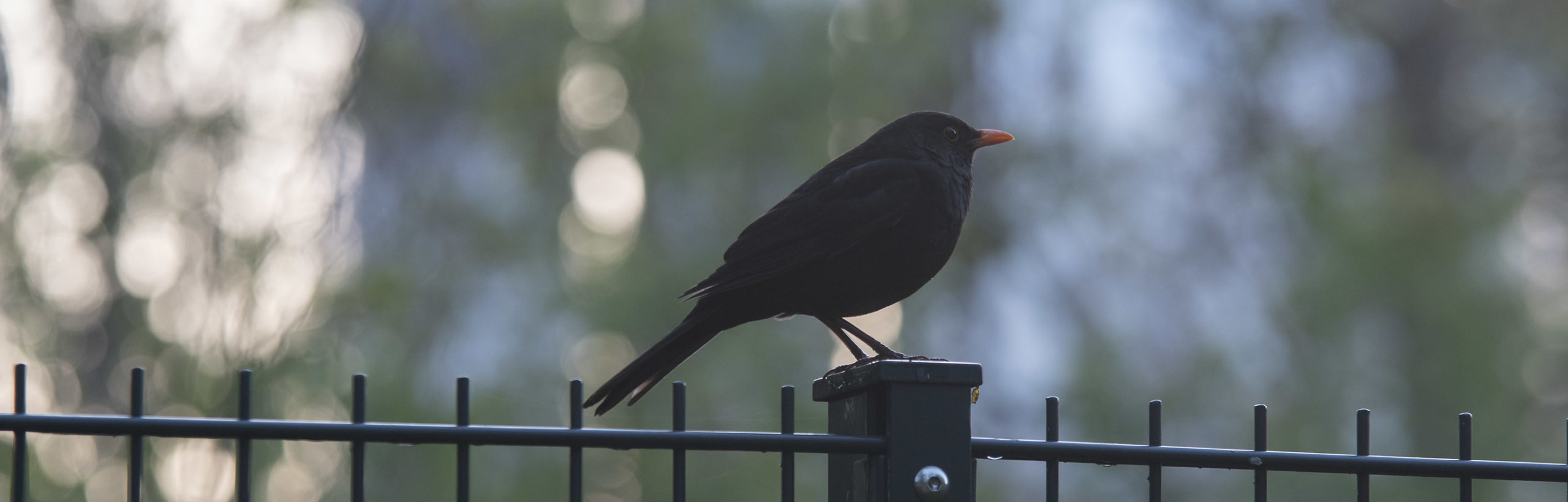 Dawn Chorus 2021 | Participate as a citizen scientist