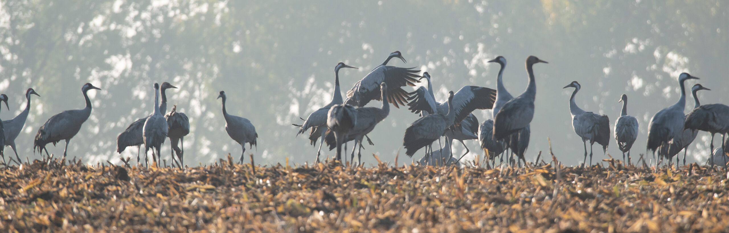 Kraniche in Linum im Herbst 2022
