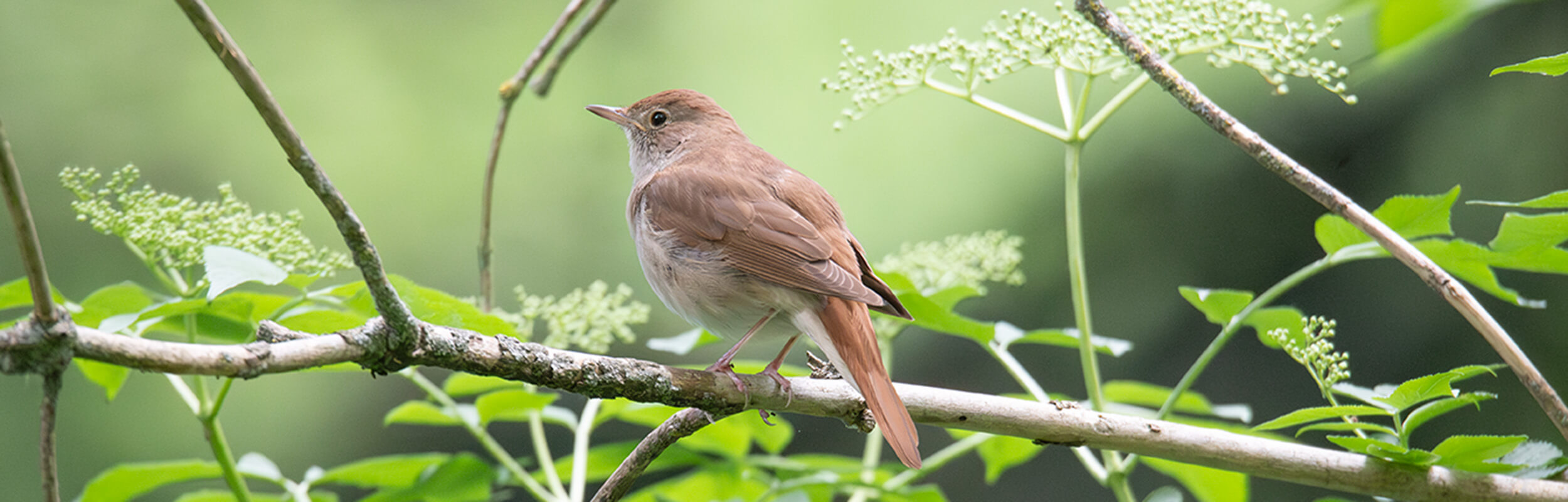 Spring bird count 2025
